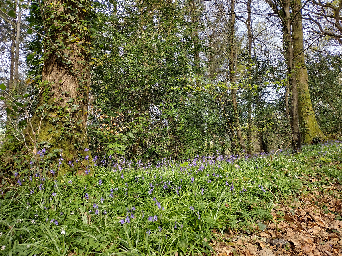 Earth Day: Stoke Woods | Exeter Cathedral