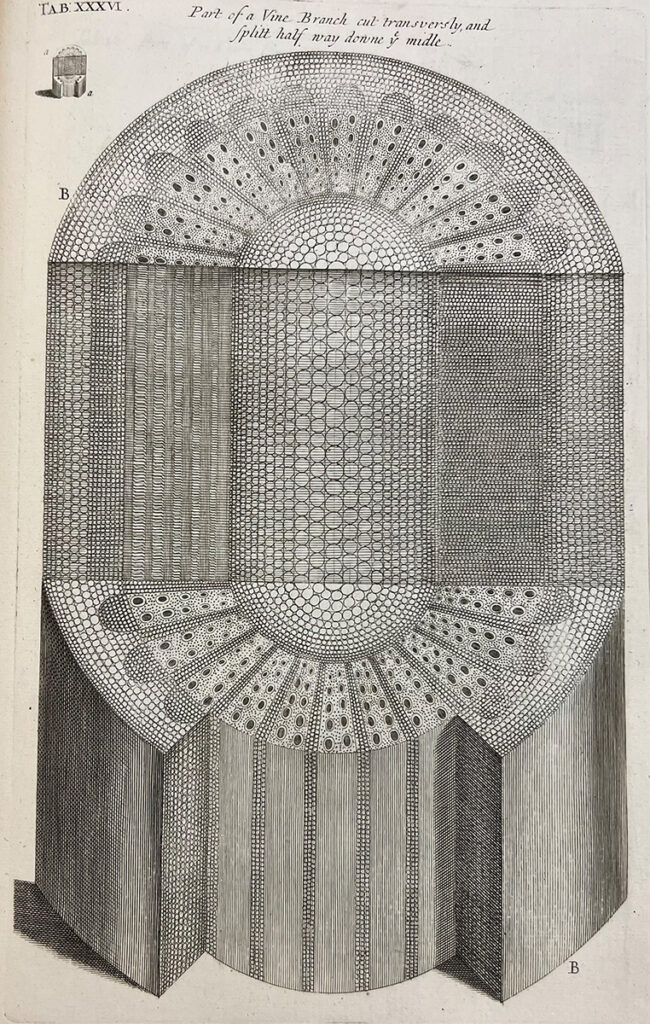 The Anatomy of Plants – Nehemiah Grew (1641-1712) | Exeter Cathedral