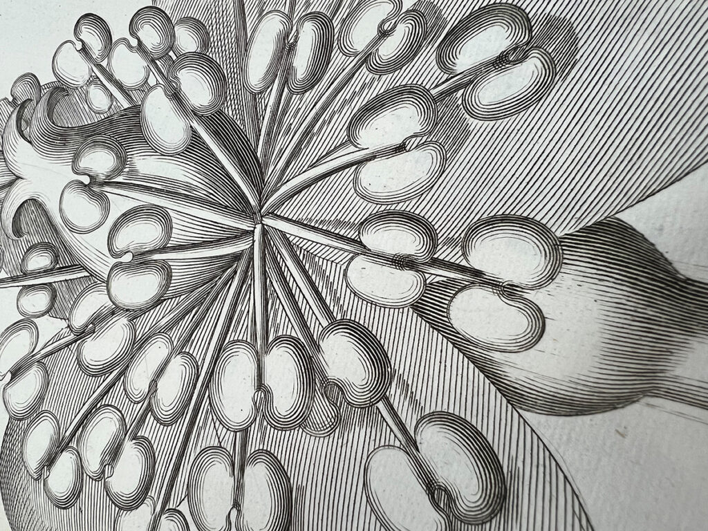 The Anatomy of Plants – Nehemiah Grew (1641-1712) | Exeter Cathedral